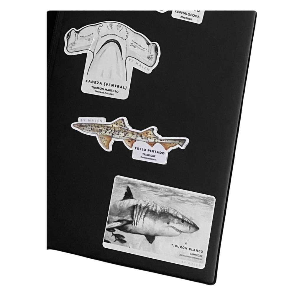 Pack de 13 stickers de tiburones – Coalición Tiburón Perú