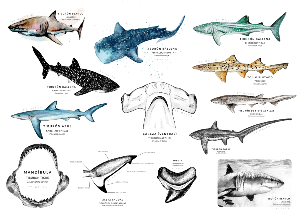 Pack de 13 stickers de tiburones – Coalición Tiburón Perú